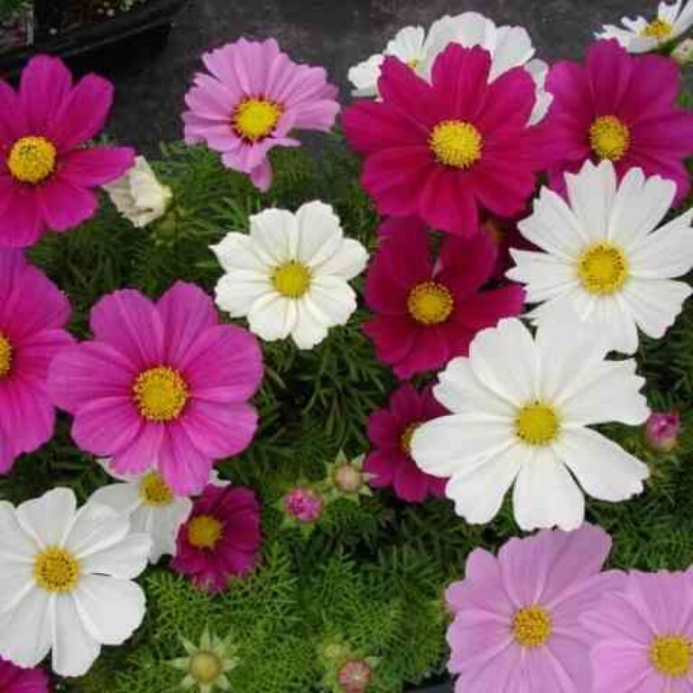 Cosmos Sensation mix Dwarf pack of 25-30 seeds Desi