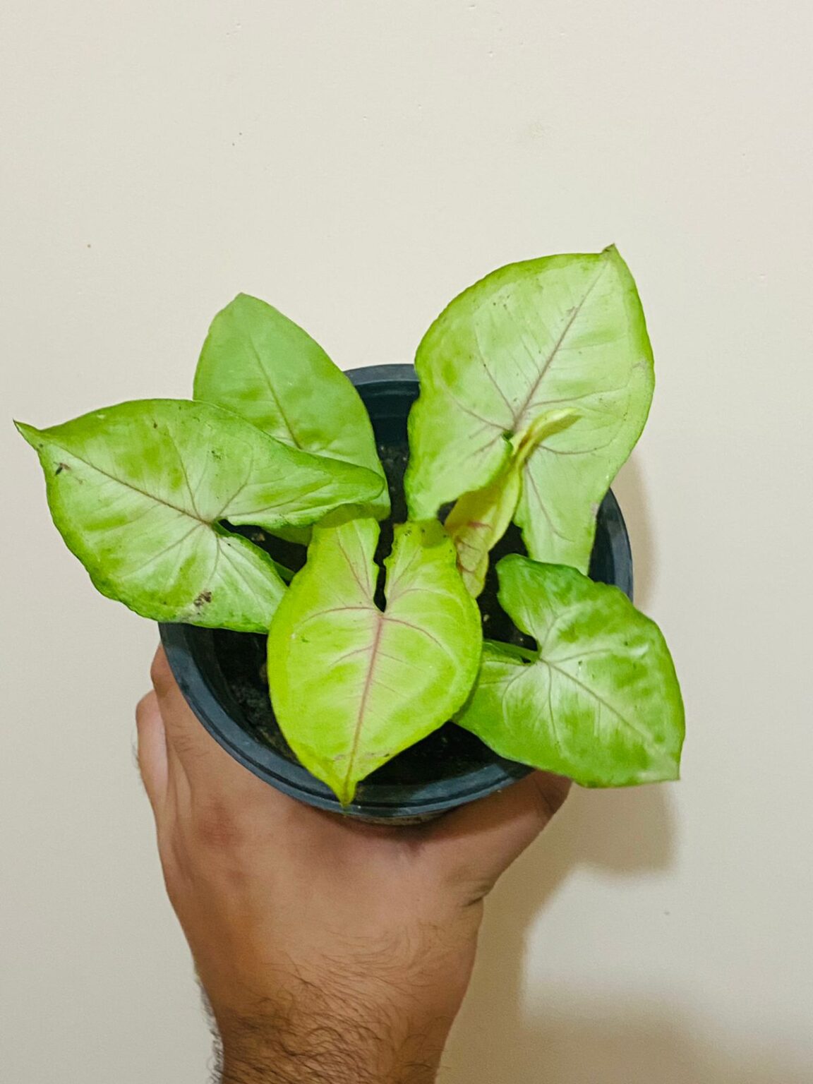 Combo Pack Of 4 Types Syngoniums