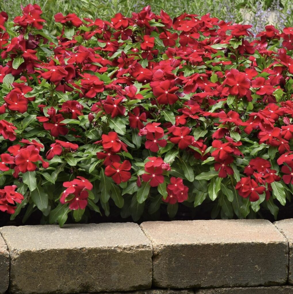 Vinca Pacifica Xp Cranberry Pack Of 25-30 Seeds F1 Imported