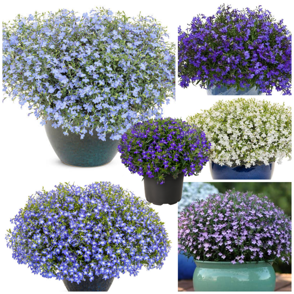 Lobelia Combo Pack Of 6 Diffrent Shades Varities