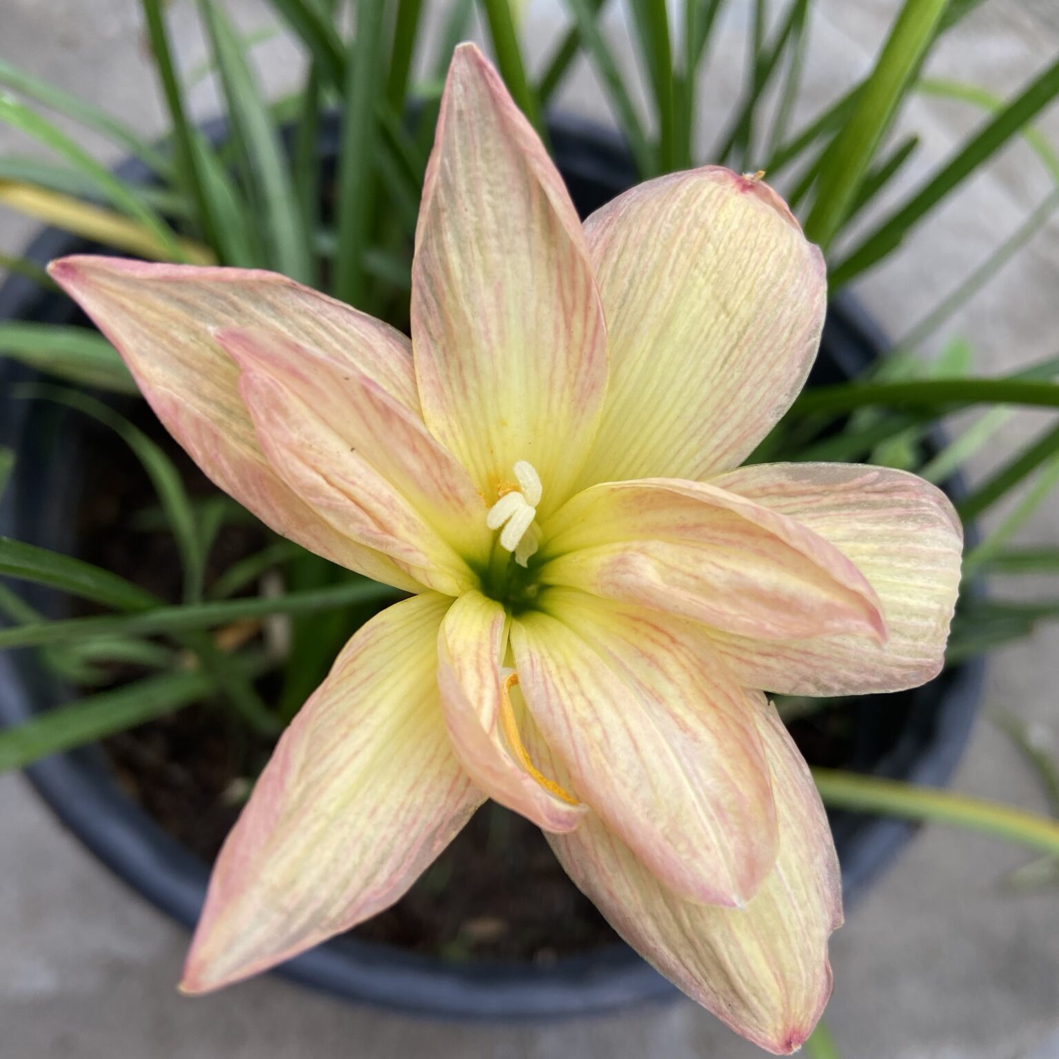 Flower Bulbs