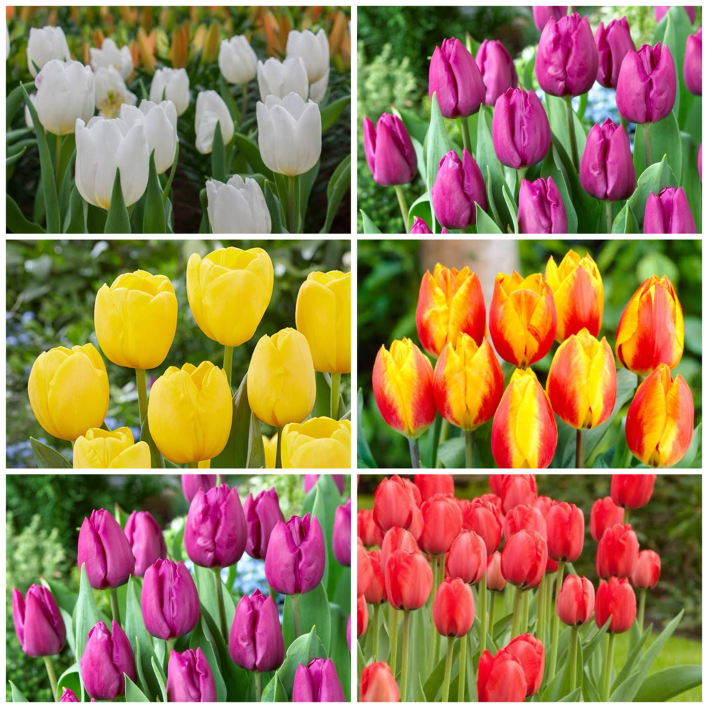 Tulip Flower Pack Of 5 Separte Colors Imported
