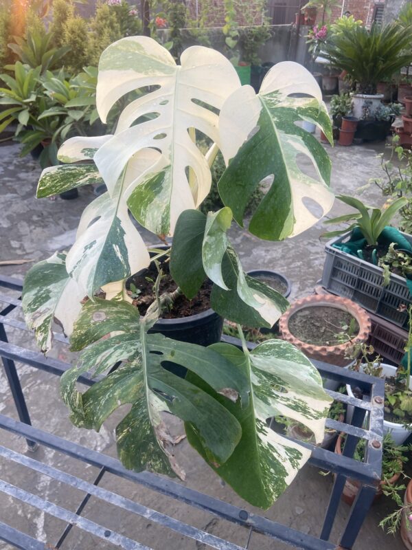 Monstera Albo Variegated Mature Size Mother Plant